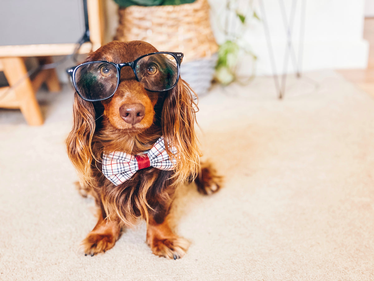 5 Easy Brain Training Games For Dogs PUPSTYLE 5-easy-brain-training-games-for-dogs-pupstyle